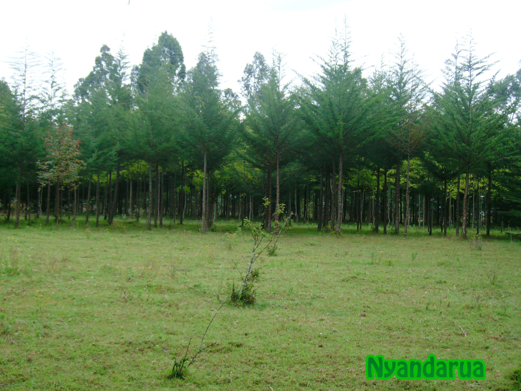 MY NYANDARUA - Then and Now - Nyandarua, home to Aberdare Ranges.