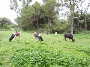 Butchers: Gitonga wa Muchiri - Nyandarua, home to Aberdare Ranges.