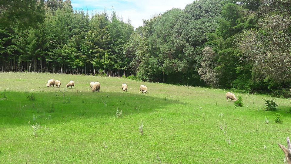 Spoilt Animals - Nyandarua, home to Aberdare Ranges.
